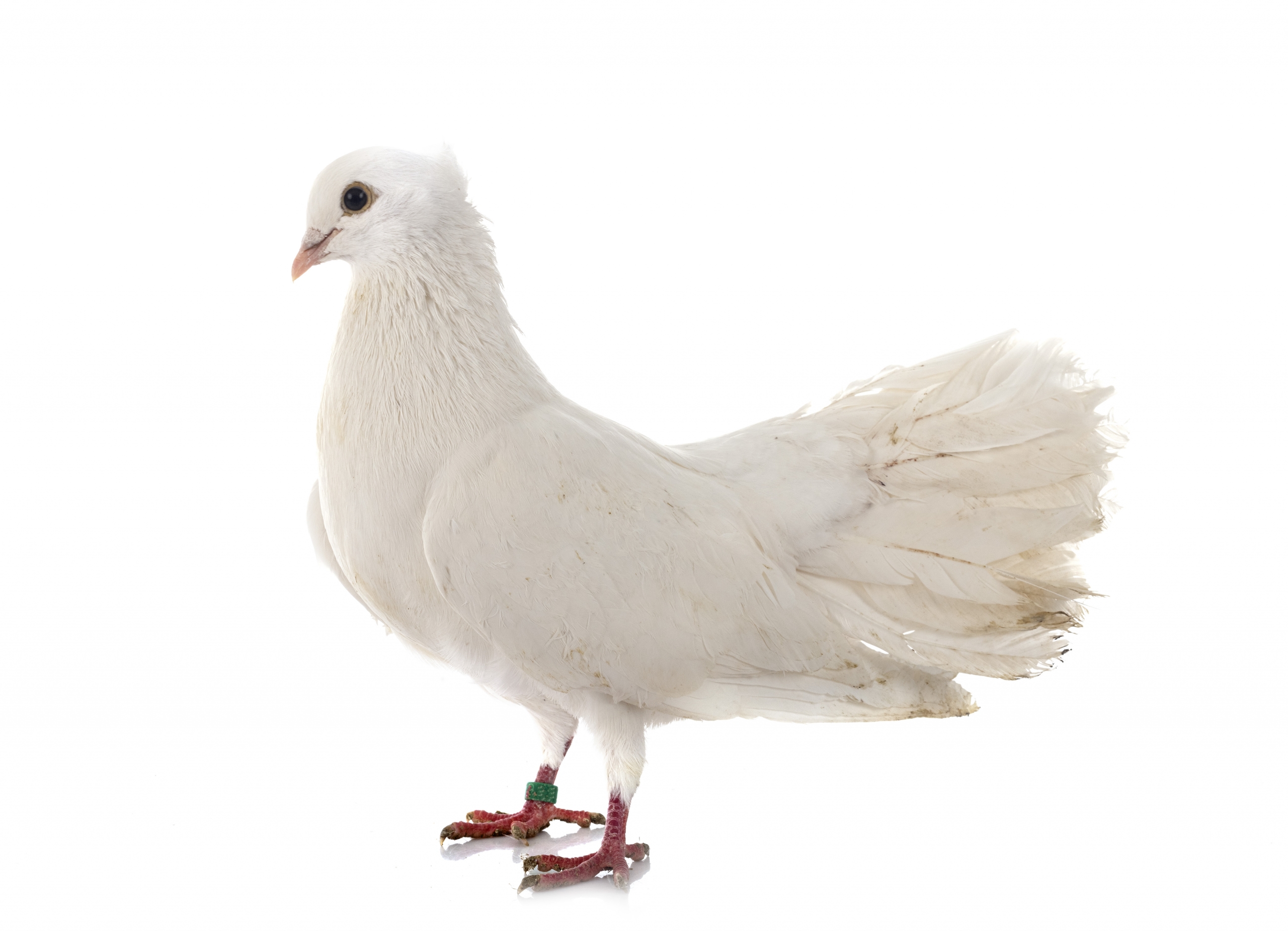 Hvem er Helligånden? - Alt om Jesus, Gud og Helligånden